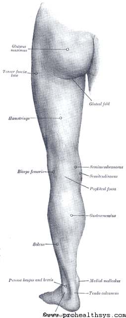 Surface Anatomy Of The Lower Extremity Prohealthsys Surface Anatomy Of The Lower Extremity Prohealthsys
